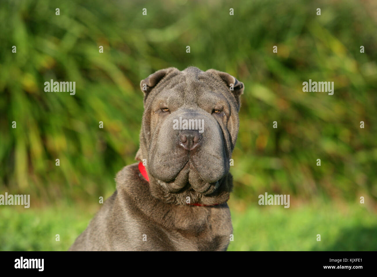 Are Chinese Shar Pei Aggressive
