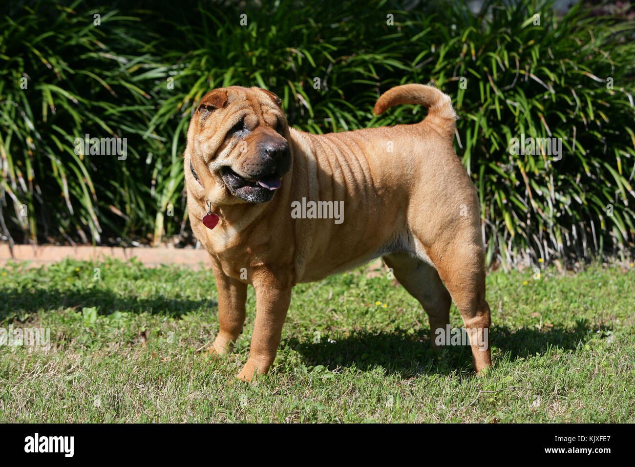 Fighting Dog Stock Photos & Fighting Dog Stock Images - Alamy