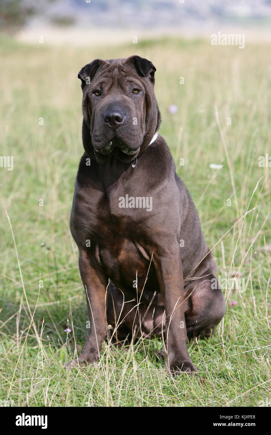 Chinese Fighting Dog High Resolution Stock Photography and Images - Alamy