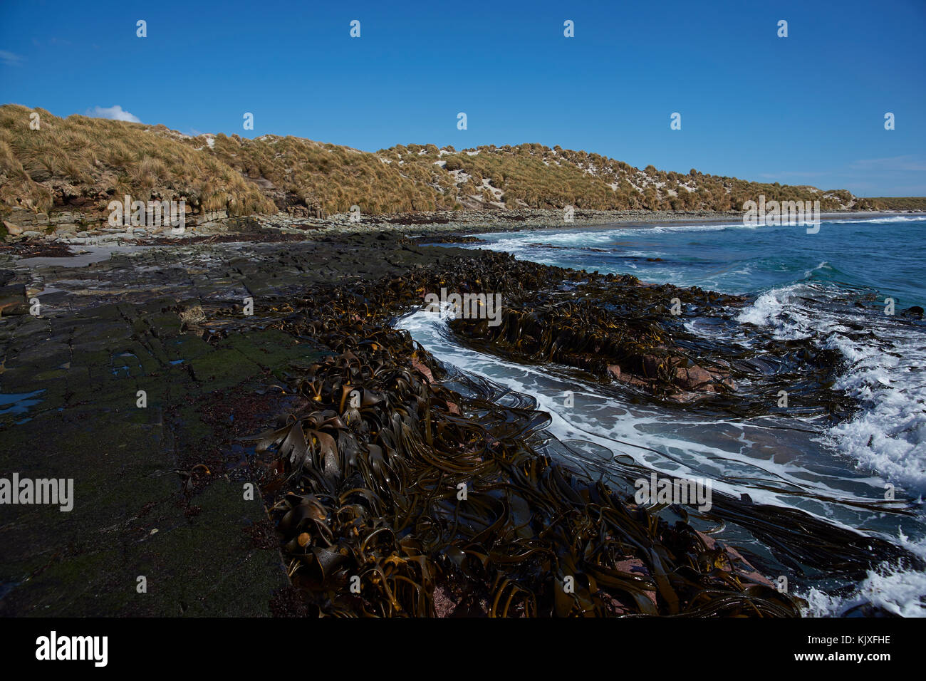 Kelp forest on the coast of Sea Lion Island in the Falkland Islands ...