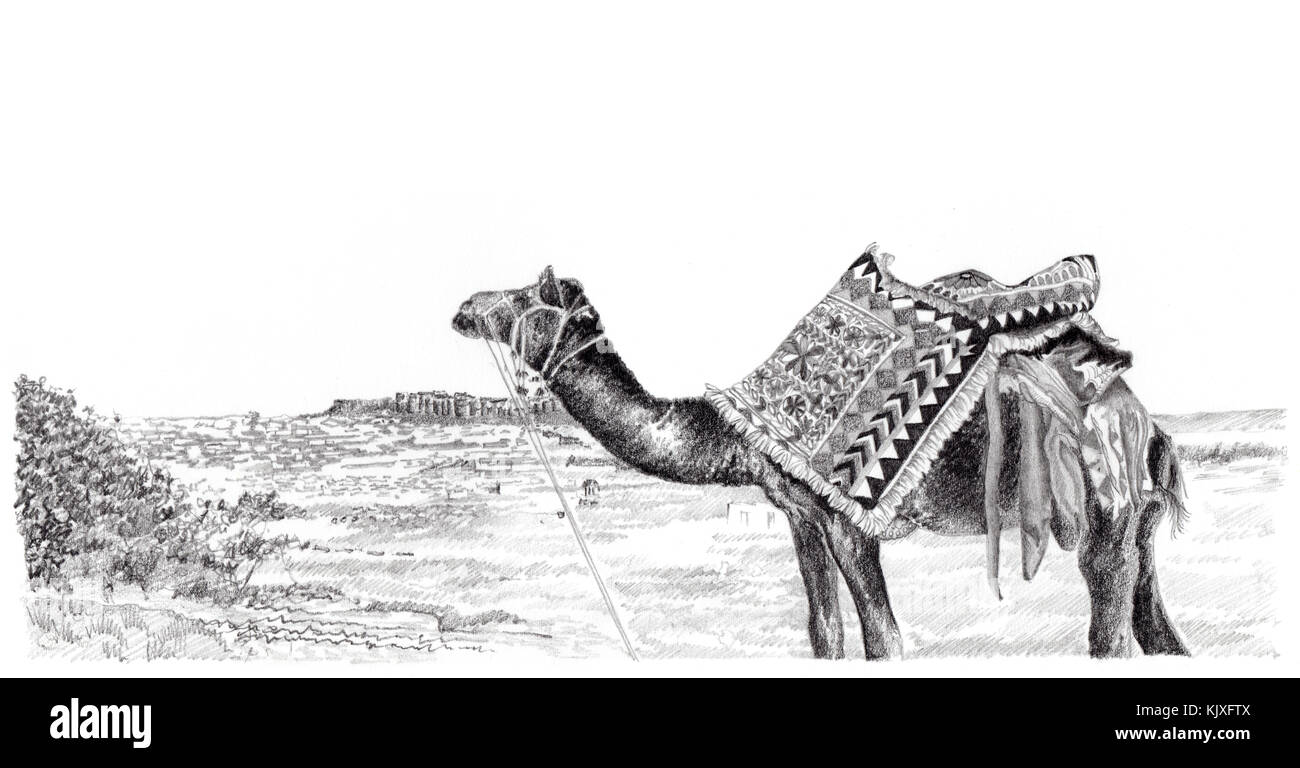 Jaisalmer fort and camel hi-res stock photography and images - Alamy