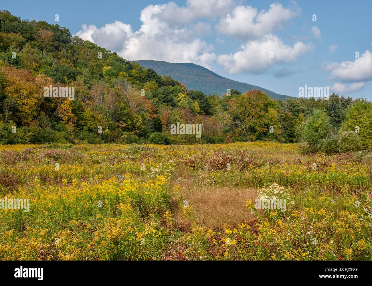 Colorful fall scene with a grassy foreground and a mountain landscape ...