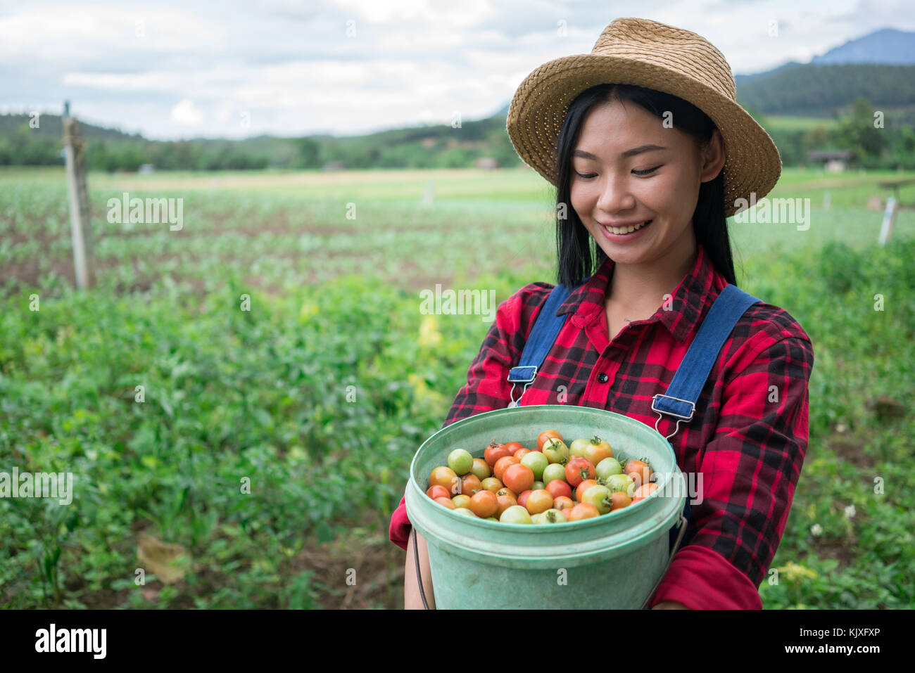 Tomato field hi-res stock photography and images - Alamy