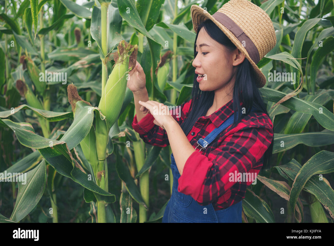 Happy farmer posing in the corn field Stock Photo - Alamy