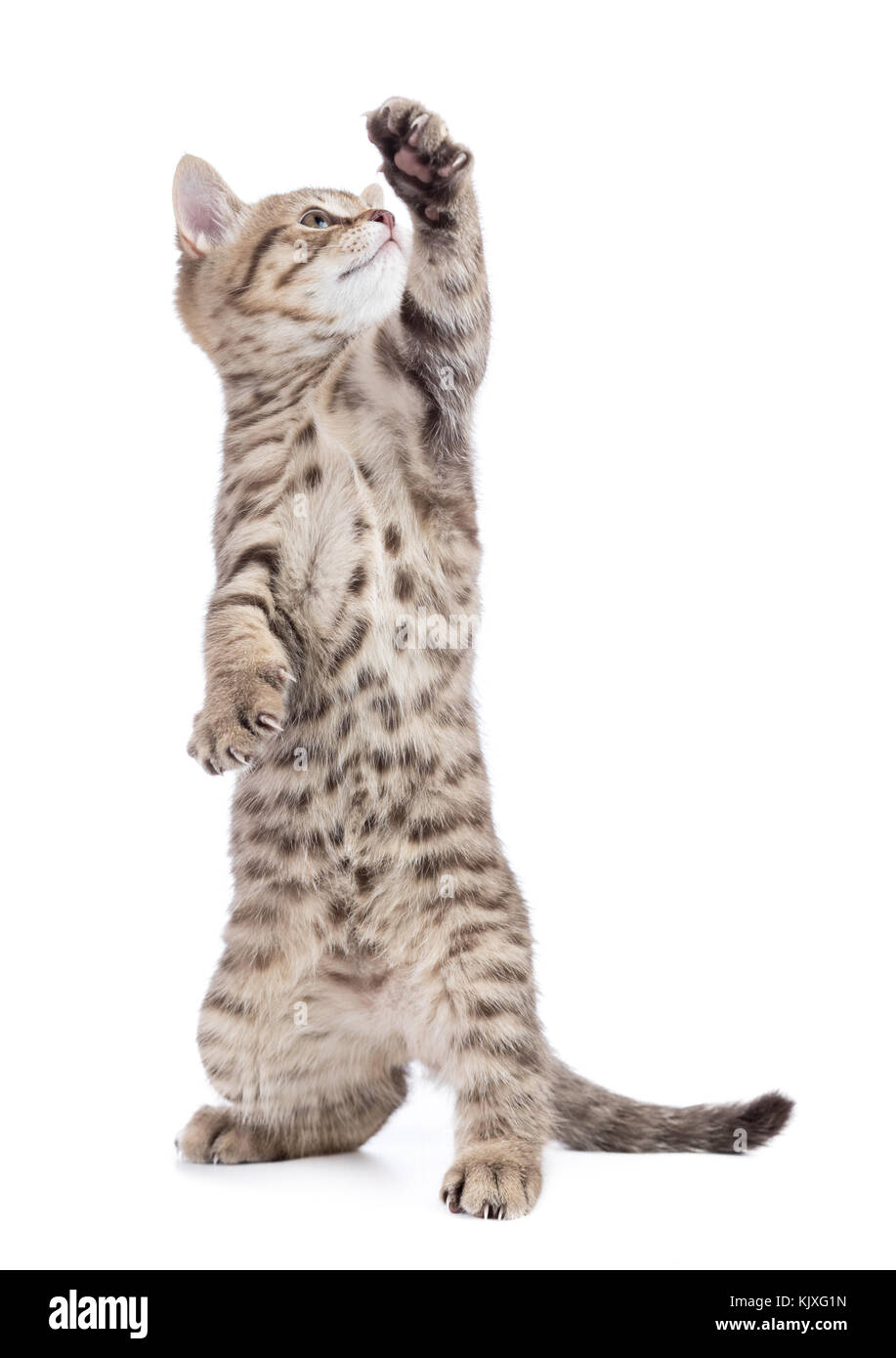 kitten or cat standing with raised paw isolated Stock Photo - Alamy