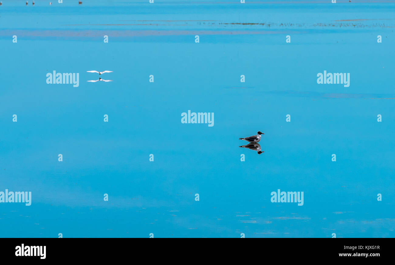 One bird stands in a blue pond; anothe flies low over it Stock Photo ...