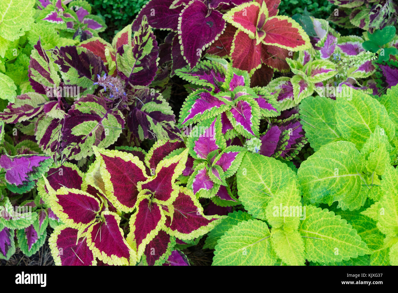 fresh green leaves Stock Photo - Alamy