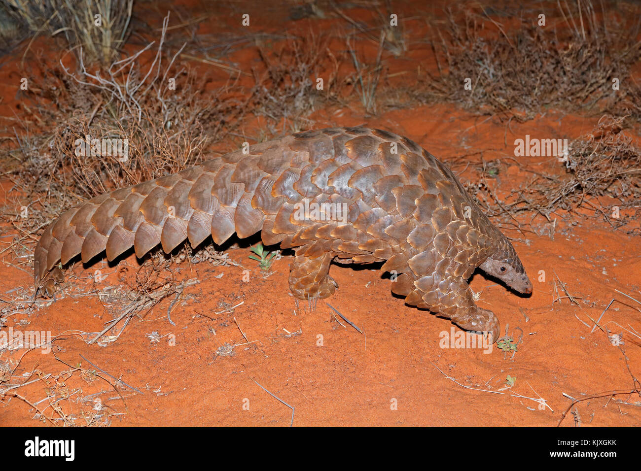 Temmincks ground pangolin (Manis temminckii) in natural habitat, South ...