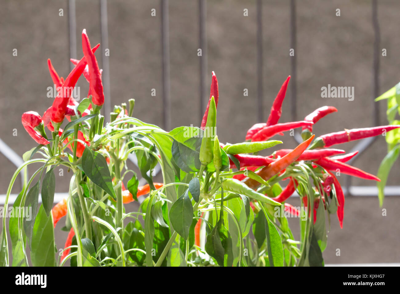 Red chilli tree hi-res stock photography and images - Alamy