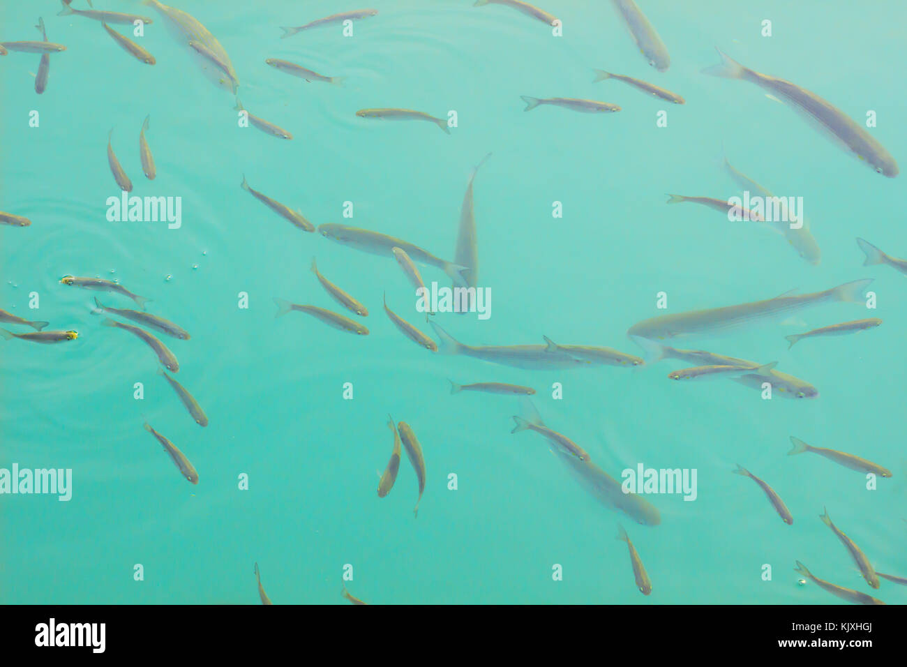Top view fishes swimming in hi-res stock photography and images - Alamy