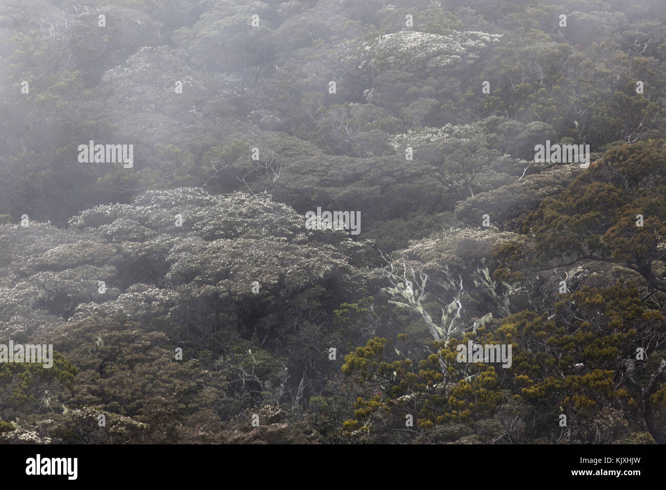 Elfin forest in Kinabalu National Park, Borneo, Malaysia Stock Photo ...