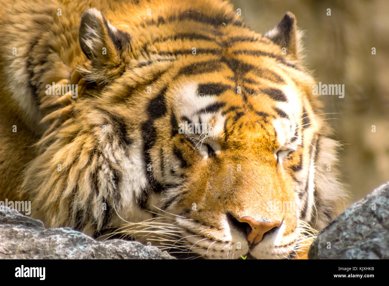 Beautiful A Bengal tiger relax and close eyes, sleeping in nature ...