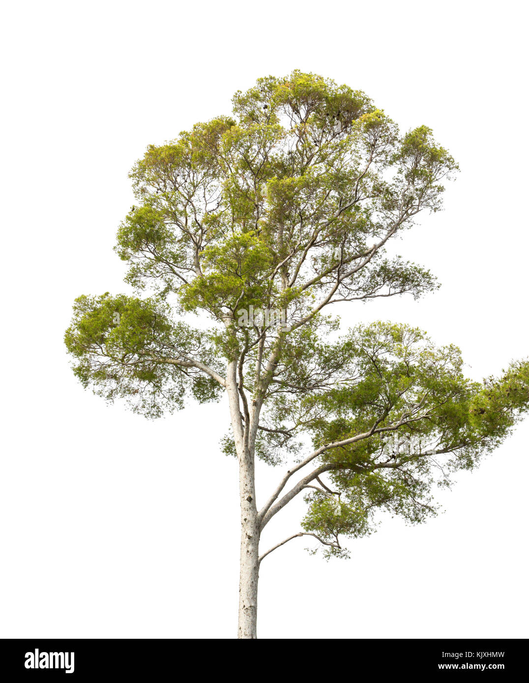 Isolated trees on white background in autumn Stock Photo - Alamy