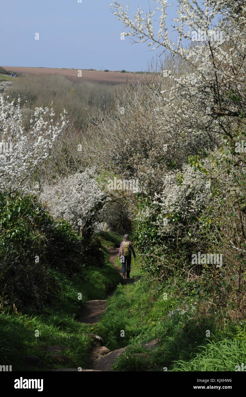 Cornish rambler hi-res stock photography and images - Alamy