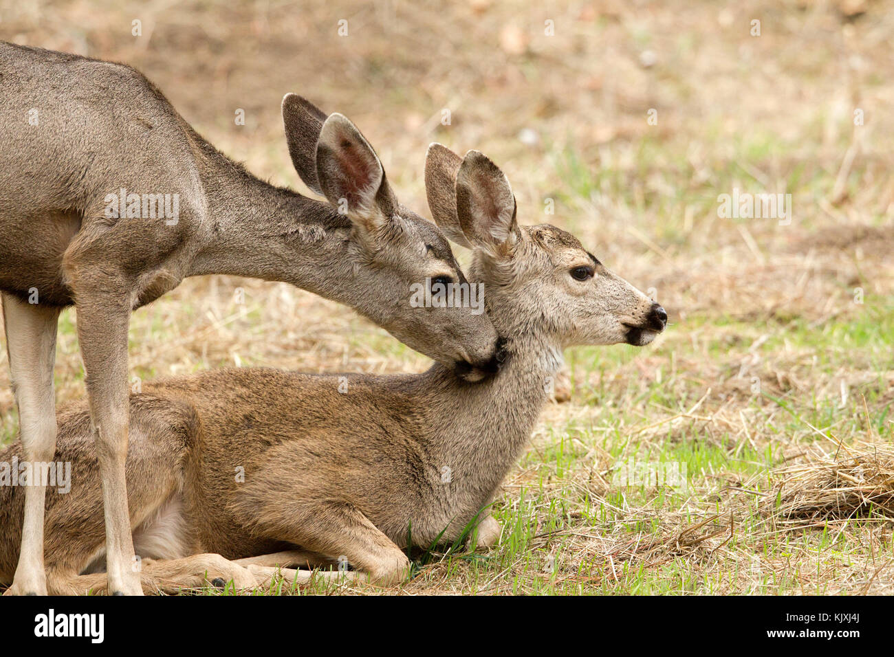 Black tailed Deer Doe Nuzzling Fawn Stock Photo - Alamy