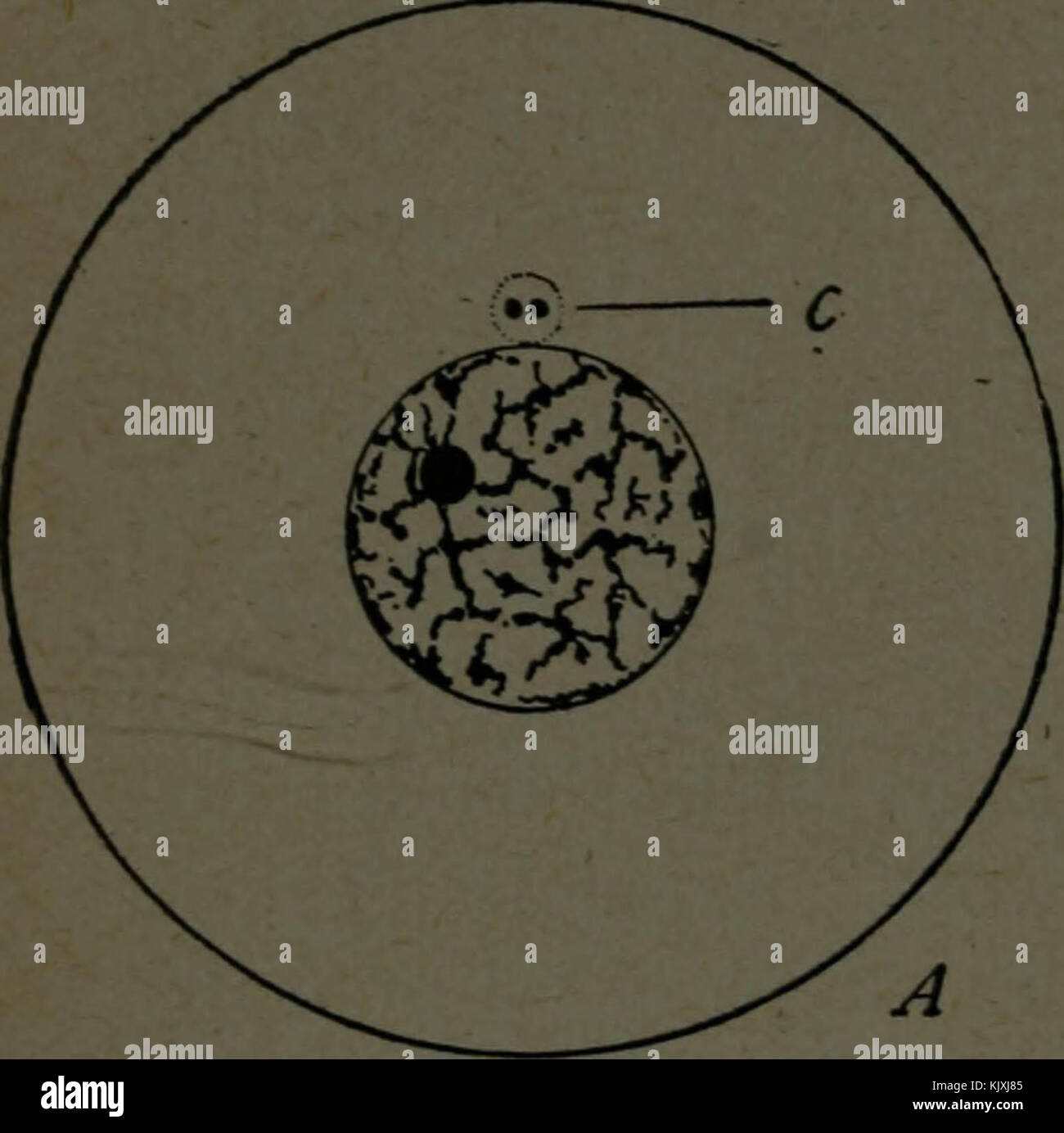 Cell intelligence; the cause of growth, heredity and instinctive ...