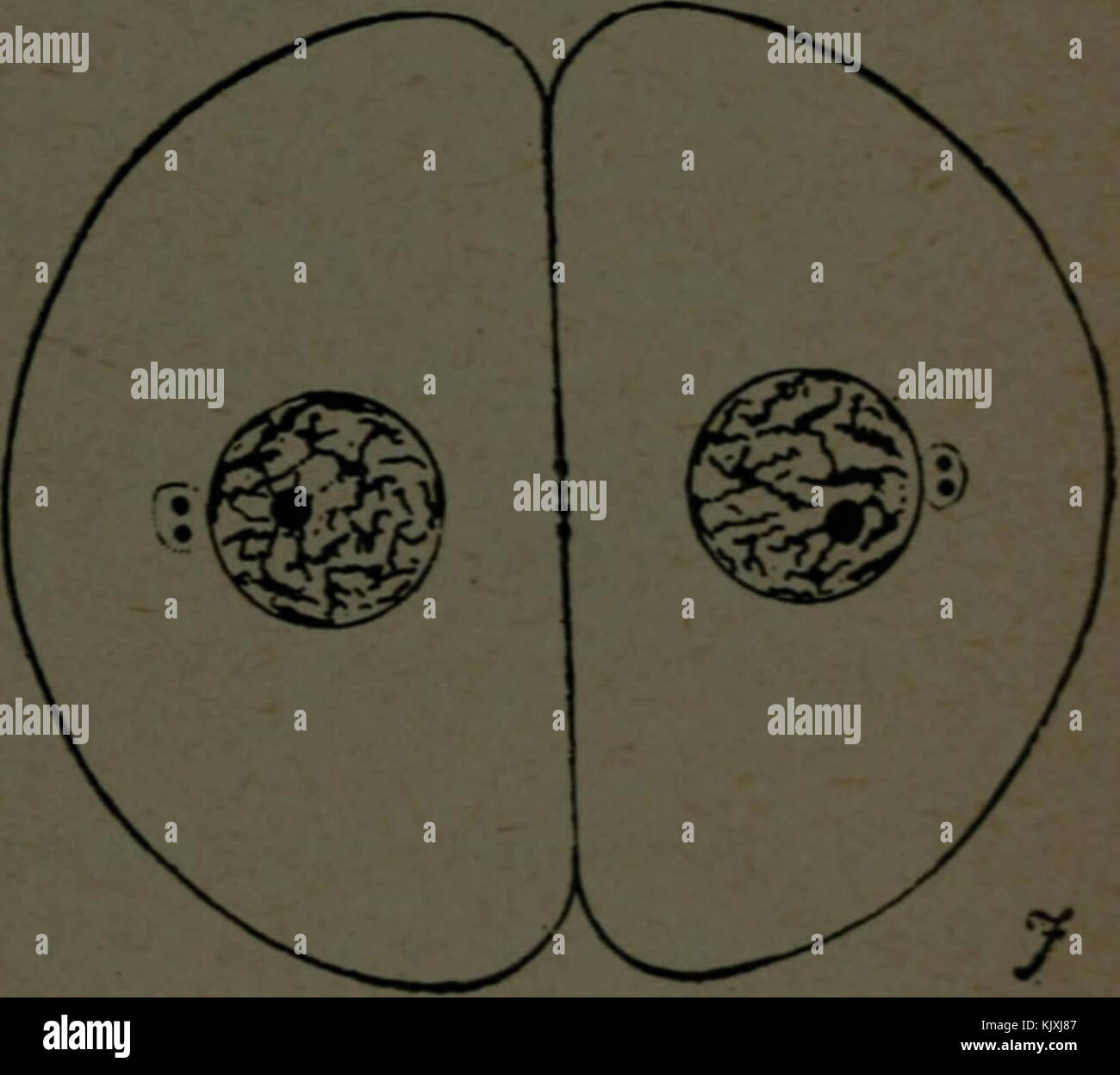 Cell intelligence; the cause of growth, heredity and instinctive ...
