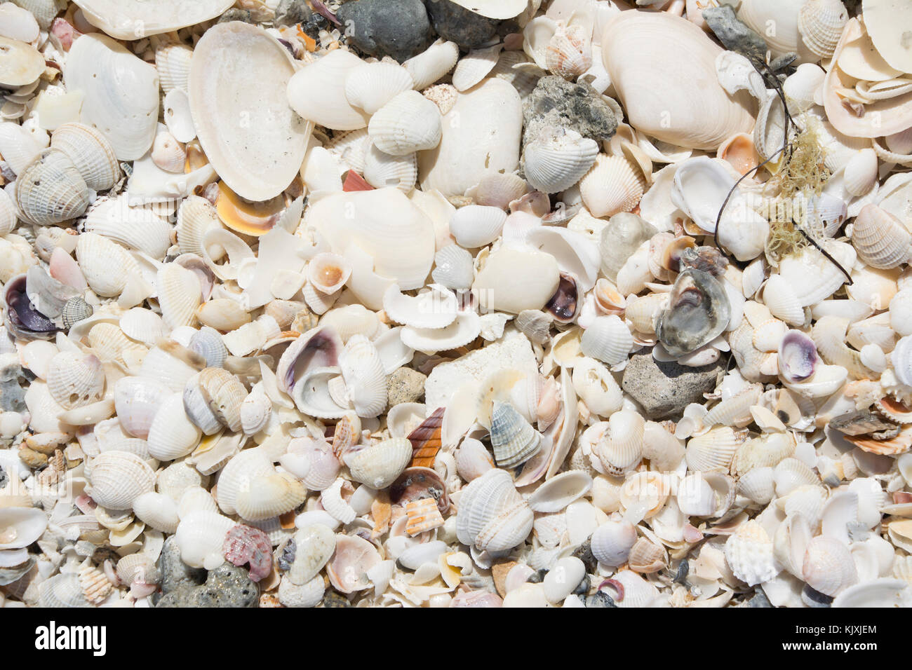 Shells on the Beach Stock Photo - Alamy