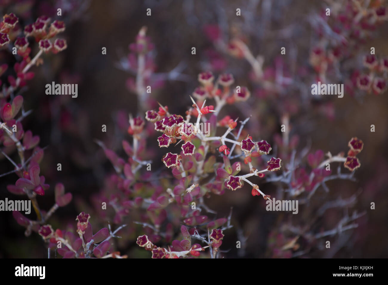 Succulent plants with bright red flowers in the Tankwa Karoo of South ...