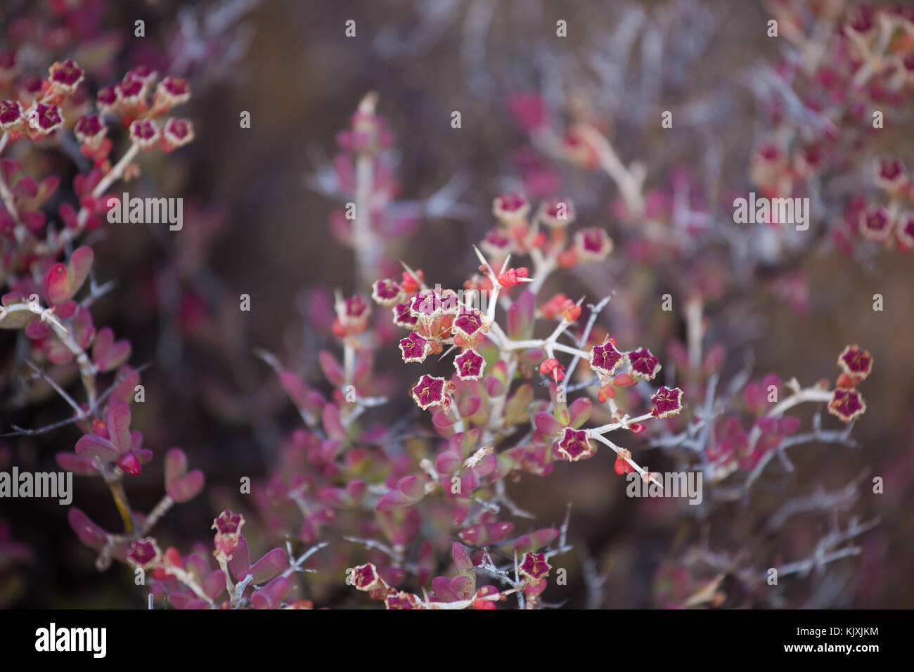 Plant stall gate hi-res stock photography and images - Alamy