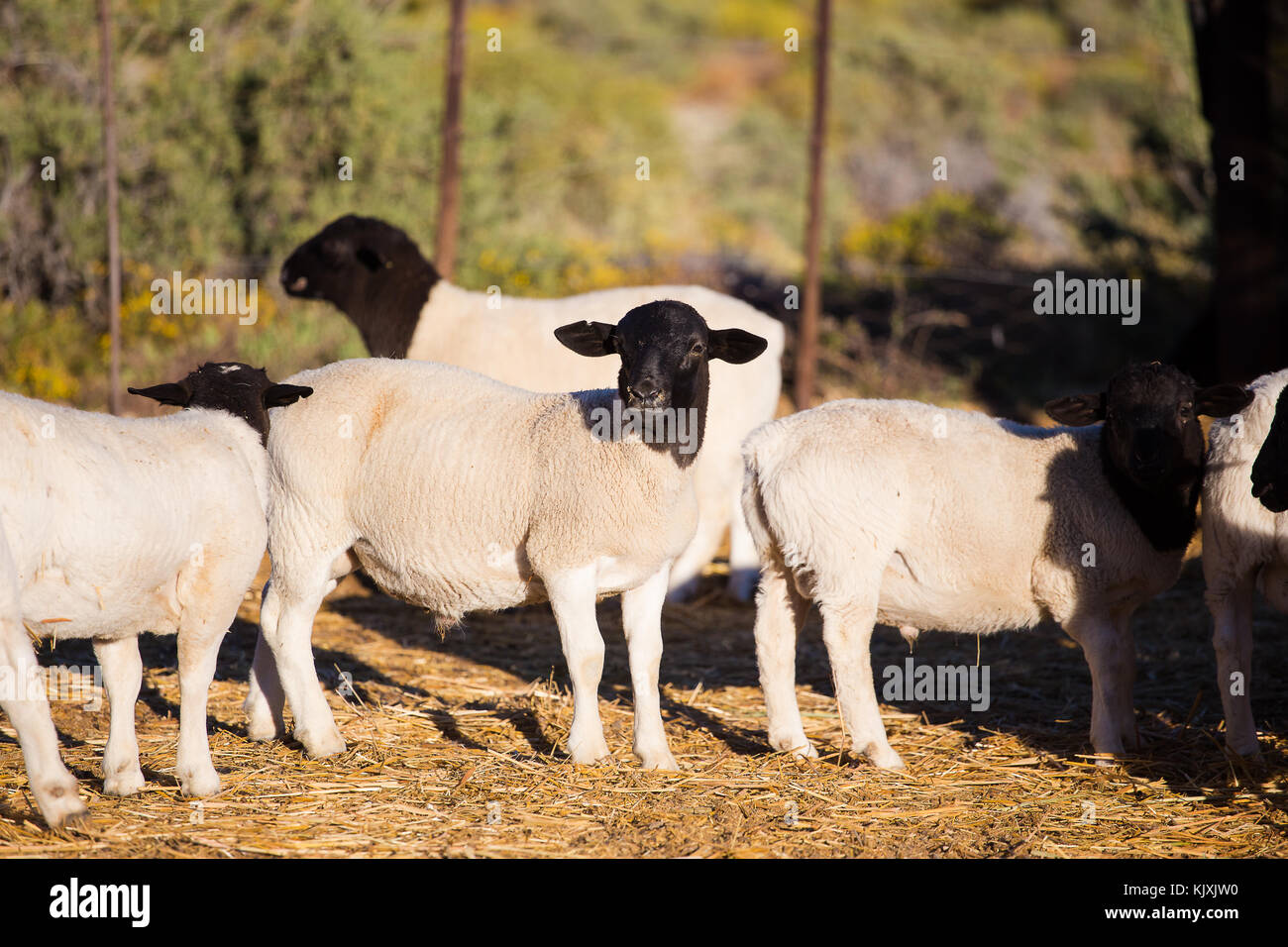 Dorper Sheep Rams on a dorper sheep stud farm in the Tankwa karoo in ...