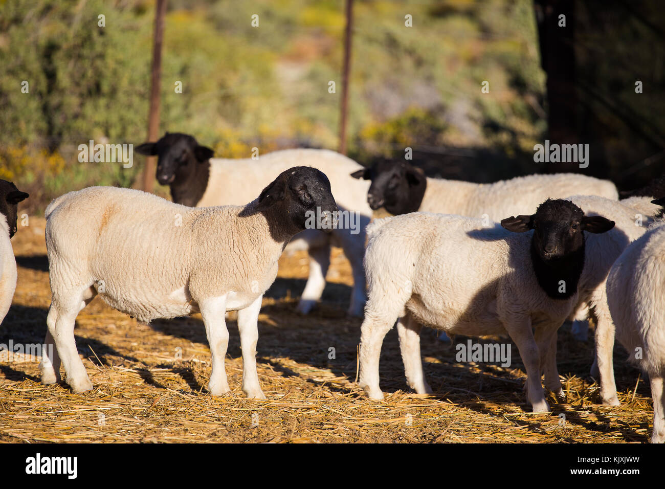 Dorper Sheep Rams on a dorper sheep stud farm in the Tankwa karoo in ...