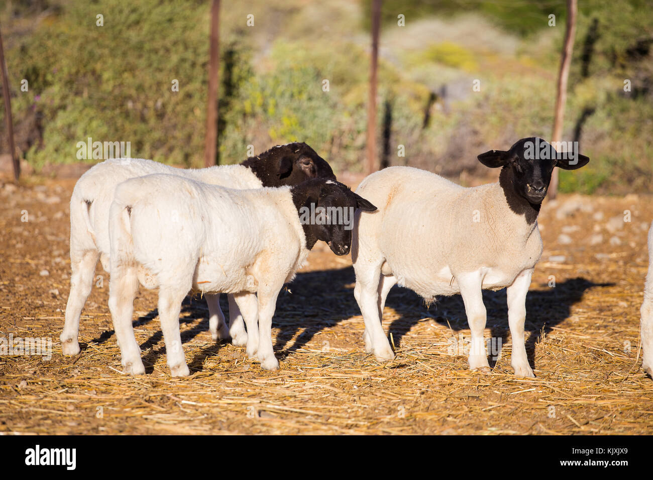Dorper Sheep Rams on a dorper sheep stud farm in the Tankwa karoo in ...