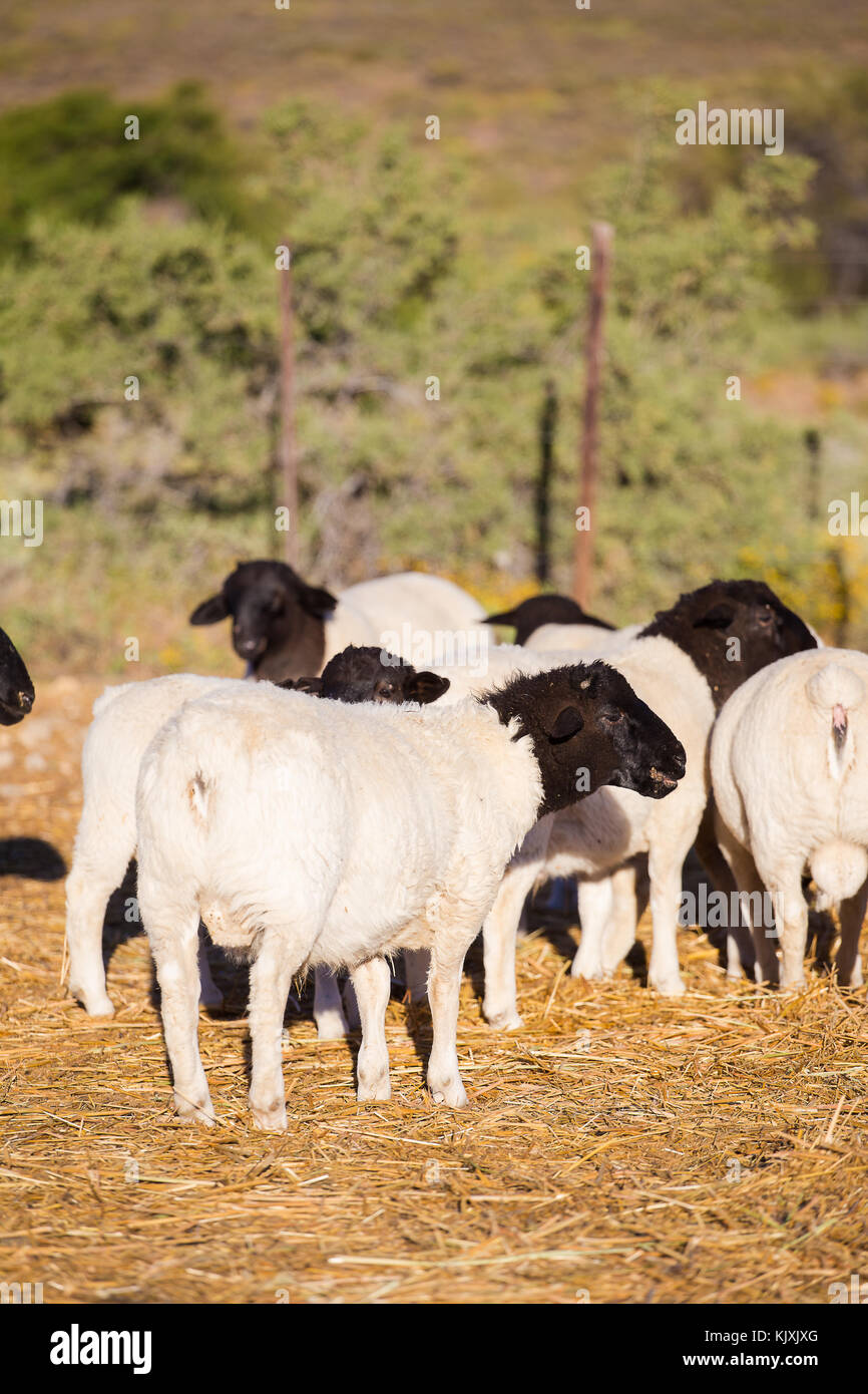 Dorper Sheep Rams on a dorper sheep stud farm in the Tankwa karoo in ...