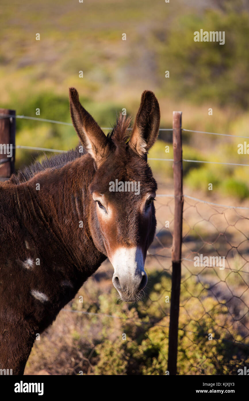 Donkey cart karoo hi-res stock photography and images - Alamy