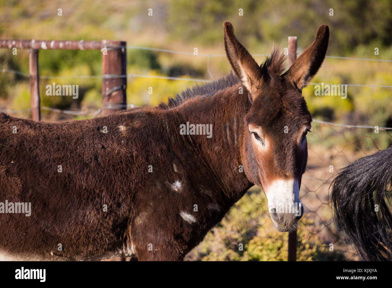 Donkey cart karoo hi-res stock photography and images - Alamy