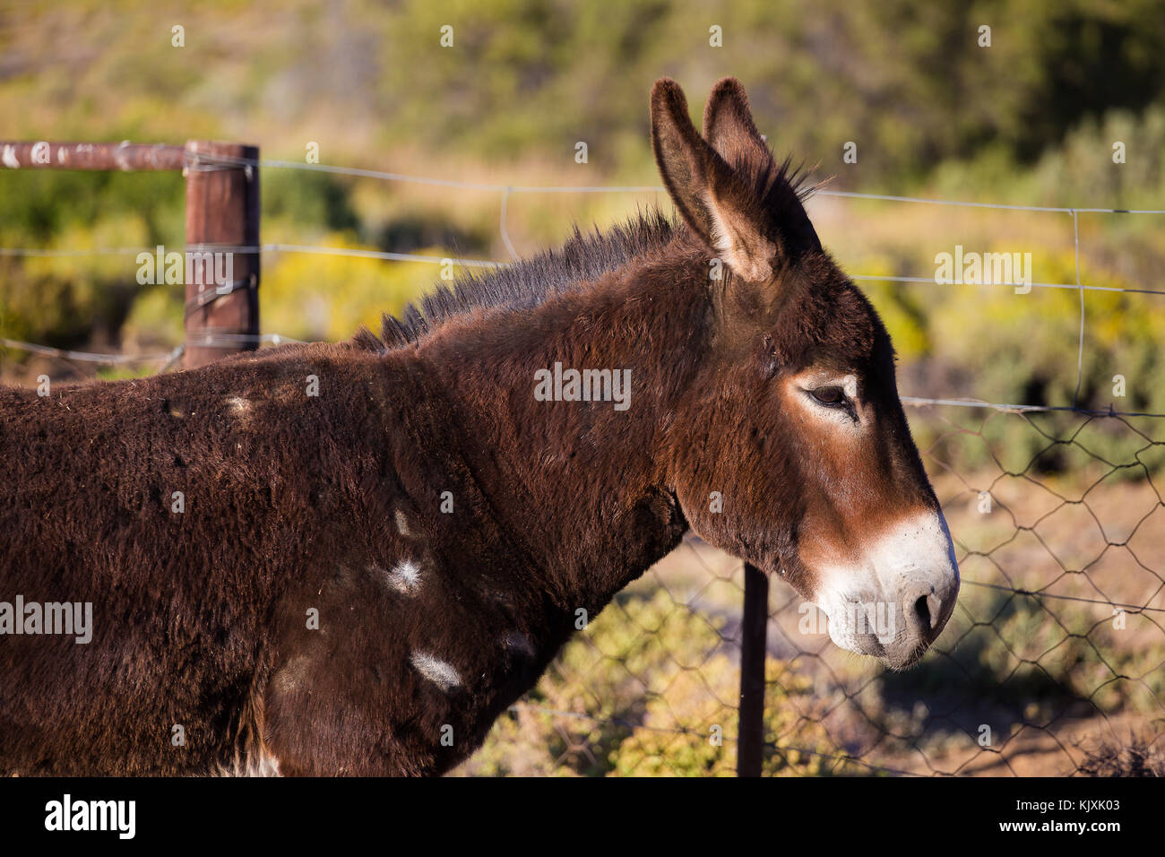Donkey cart karoo hi-res stock photography and images - Alamy