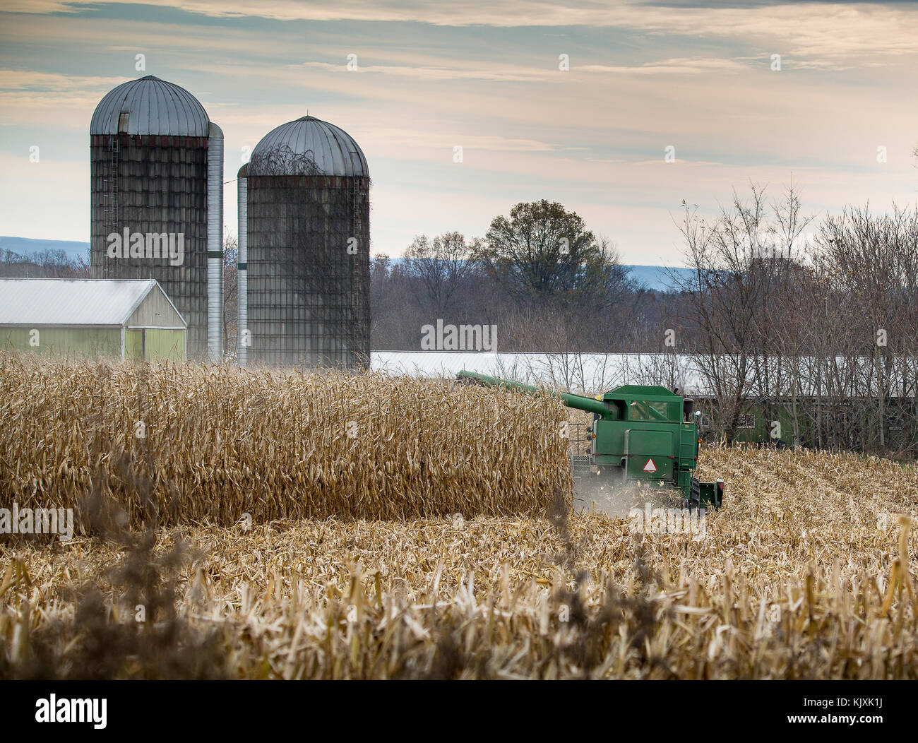 Late corn crop being harvested by farmer Stock Photo - Alamy