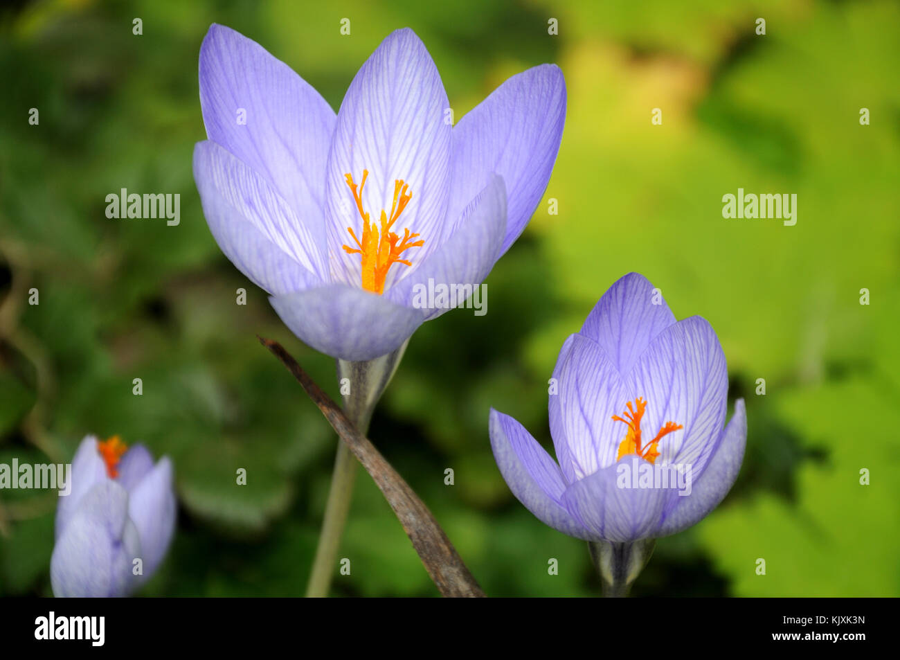 blue autumn crocuses Stock Photo - Alamy