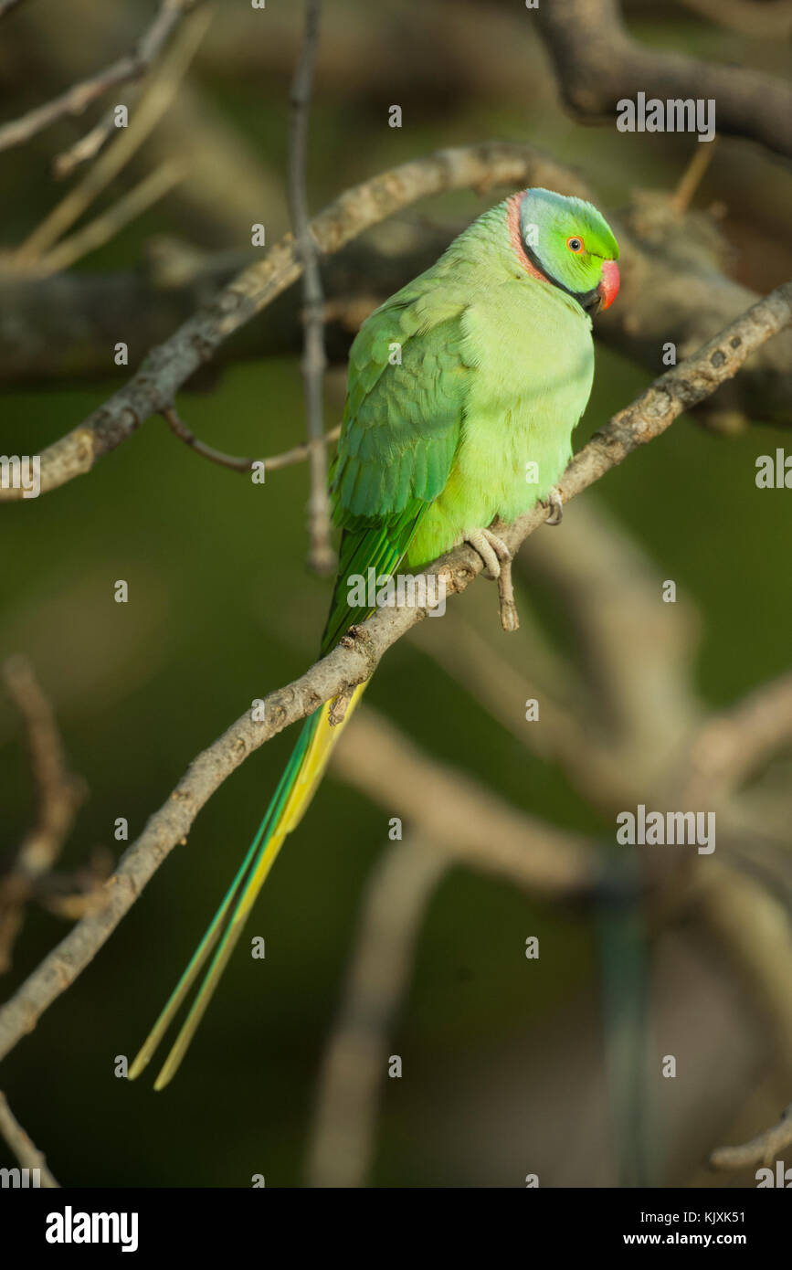 male Ring necked parakeet, (Psittacula krameri), or Rose ringed ...