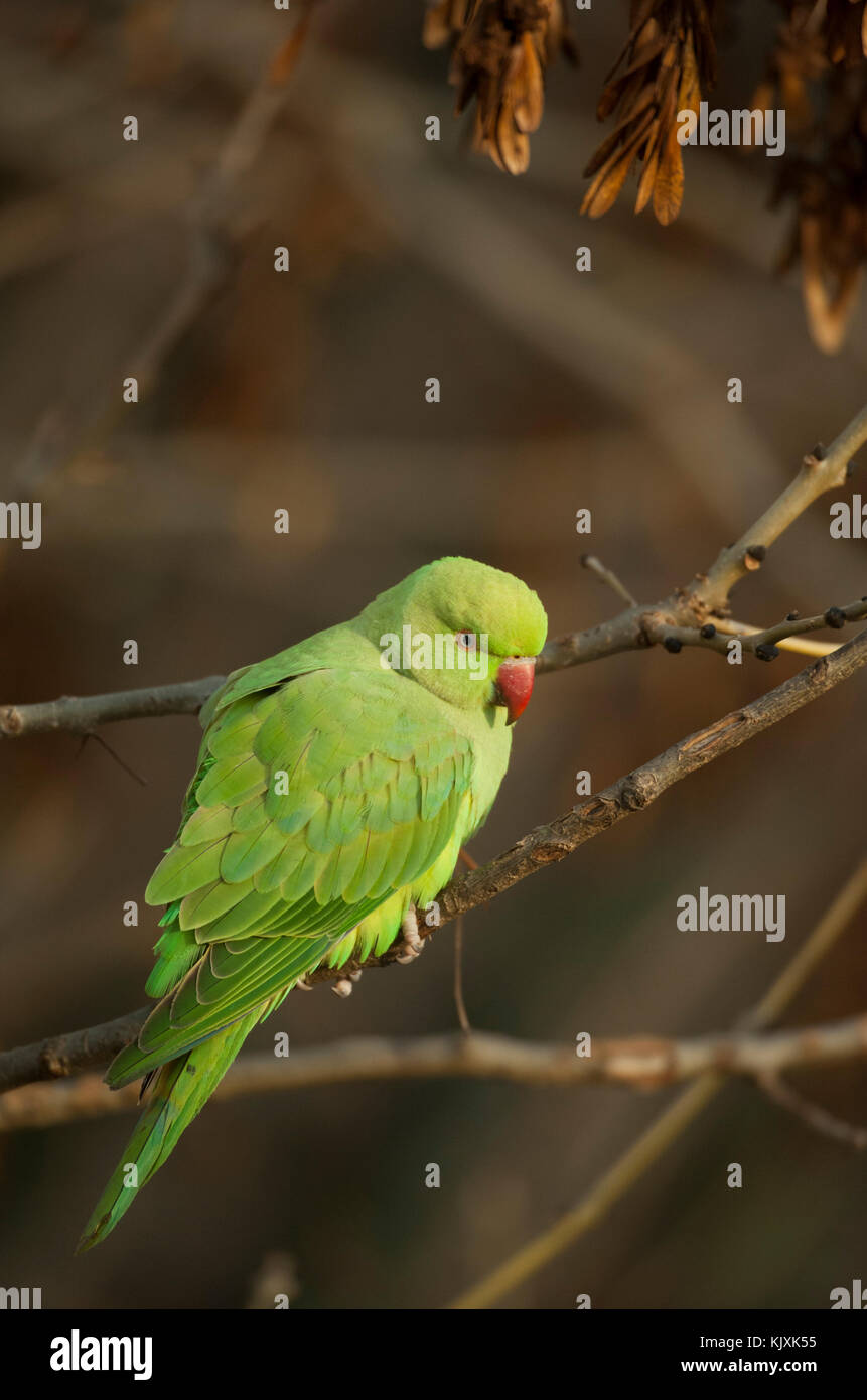 Green parakeets uk hi-res stock photography and images - Alamy