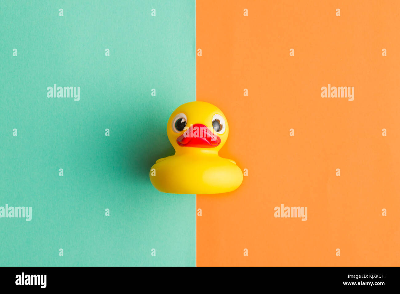 Bathing duckling hi-res stock photography and images - Alamy
