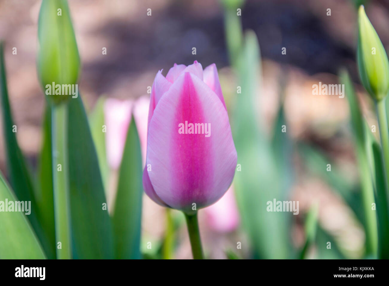 Blooming pink tulip head Stock Photo - Alamy