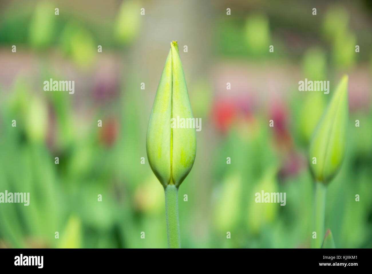 Tulips in bud. Unopened flowers in the bud Stock Photo - Alamy