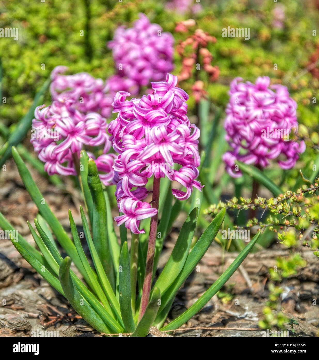 Group of beautiful hyacinths Stock Photo - Alamy