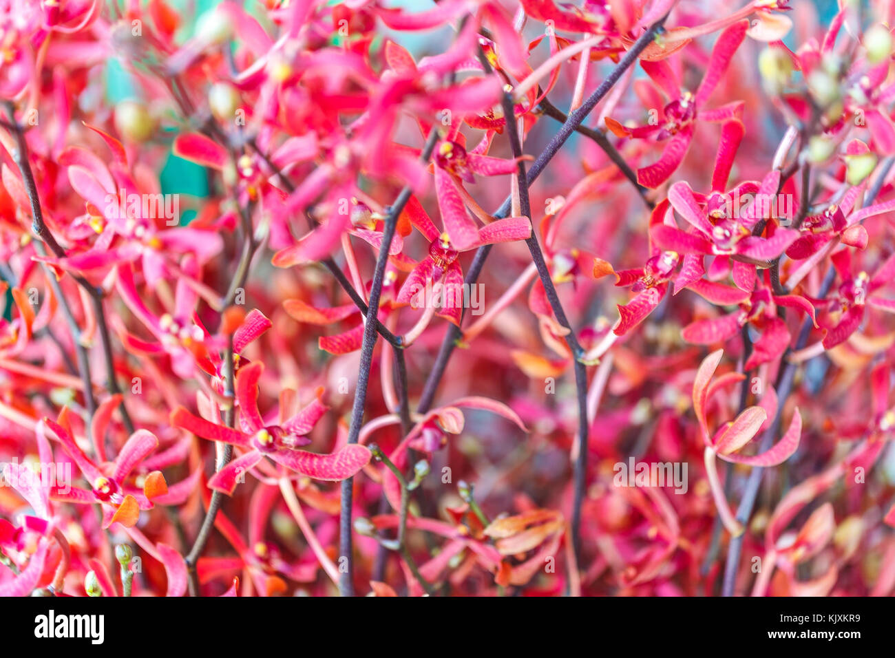 Red orchids branch hi-res stock photography and images - Alamy