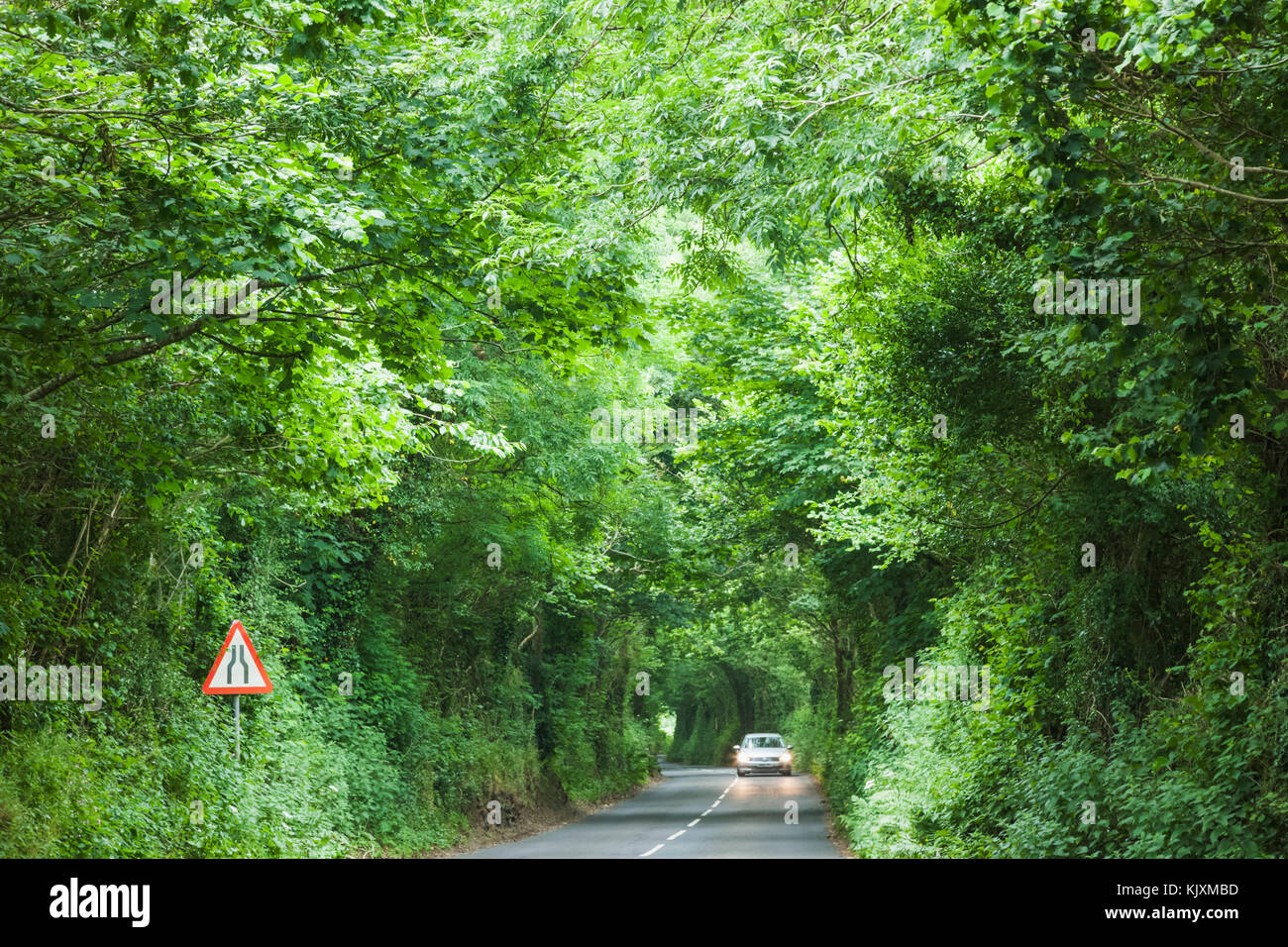 England, Devon, Tree Lined Country Road Stock Photo - Alamy