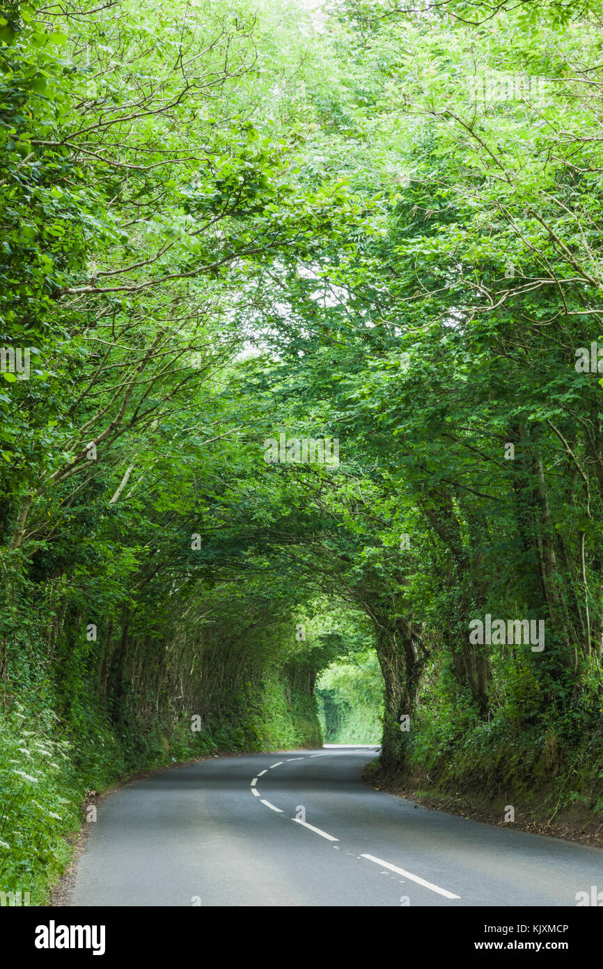 England, Devon, Tree Lined Country Road Stock Photo - Alamy