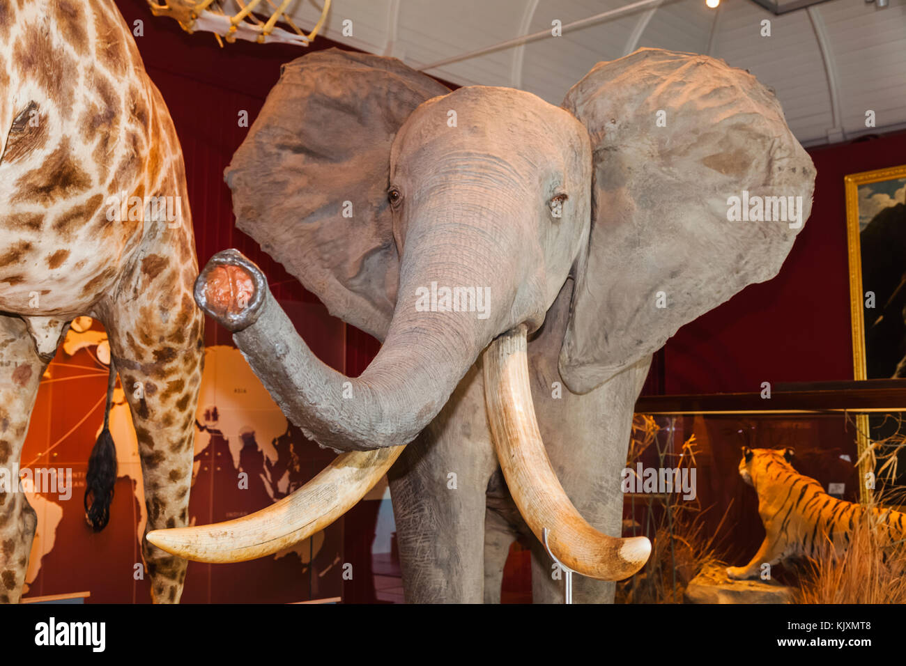 Royal albert museum exeter hi-res stock photography and images - Alamy