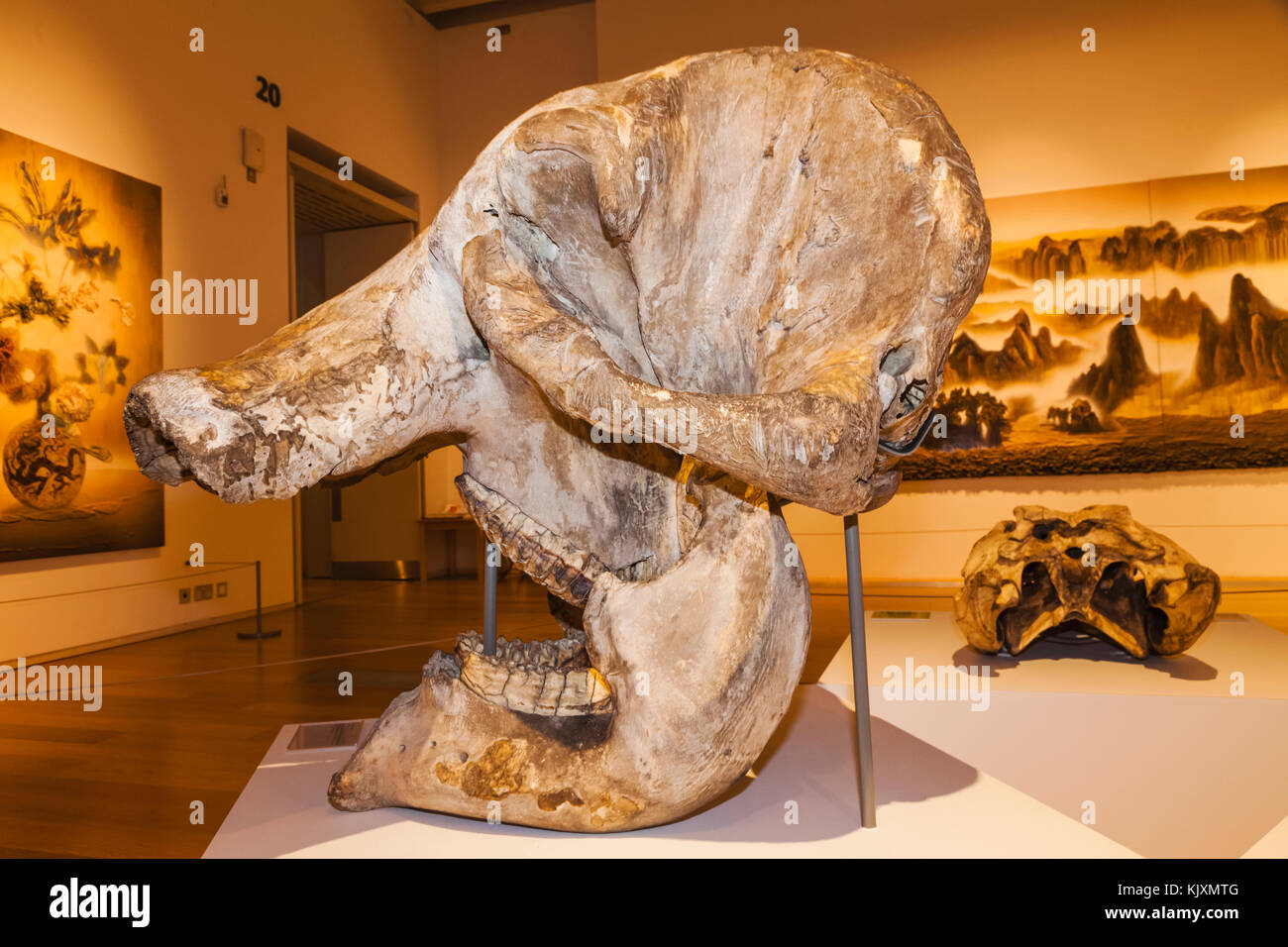 England, Devon, Exeter, Royal Albert Memorial Museum and Art Gallery ...