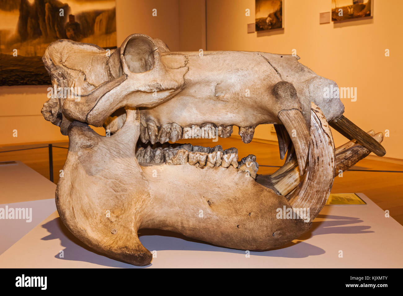 England, Devon, Exeter, Royal Albert Memorial Museum and Art Gallery ...