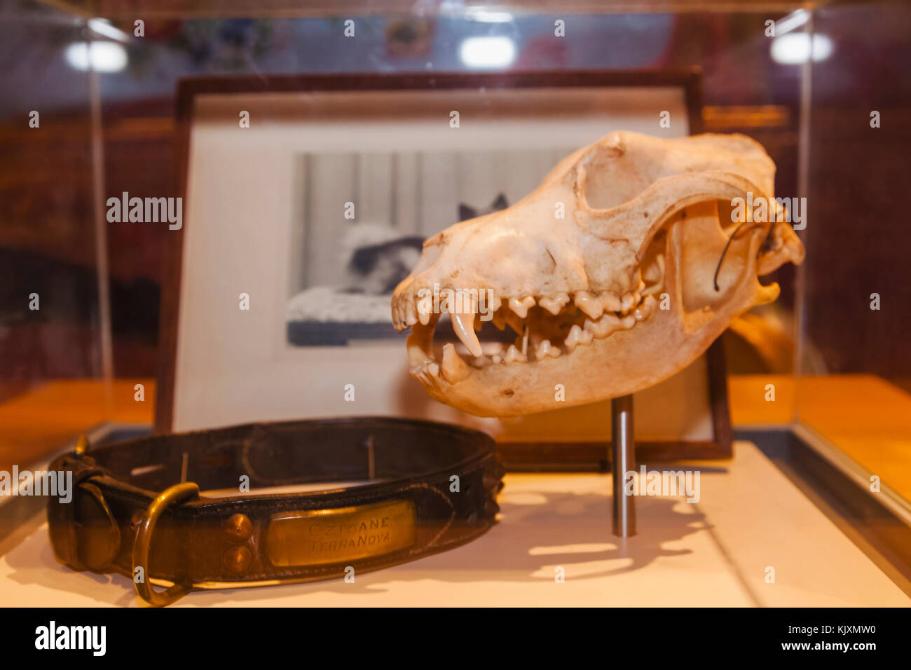 England, Devon, Exeter, Royal Albert Memorial Museum and Art Gallery ...