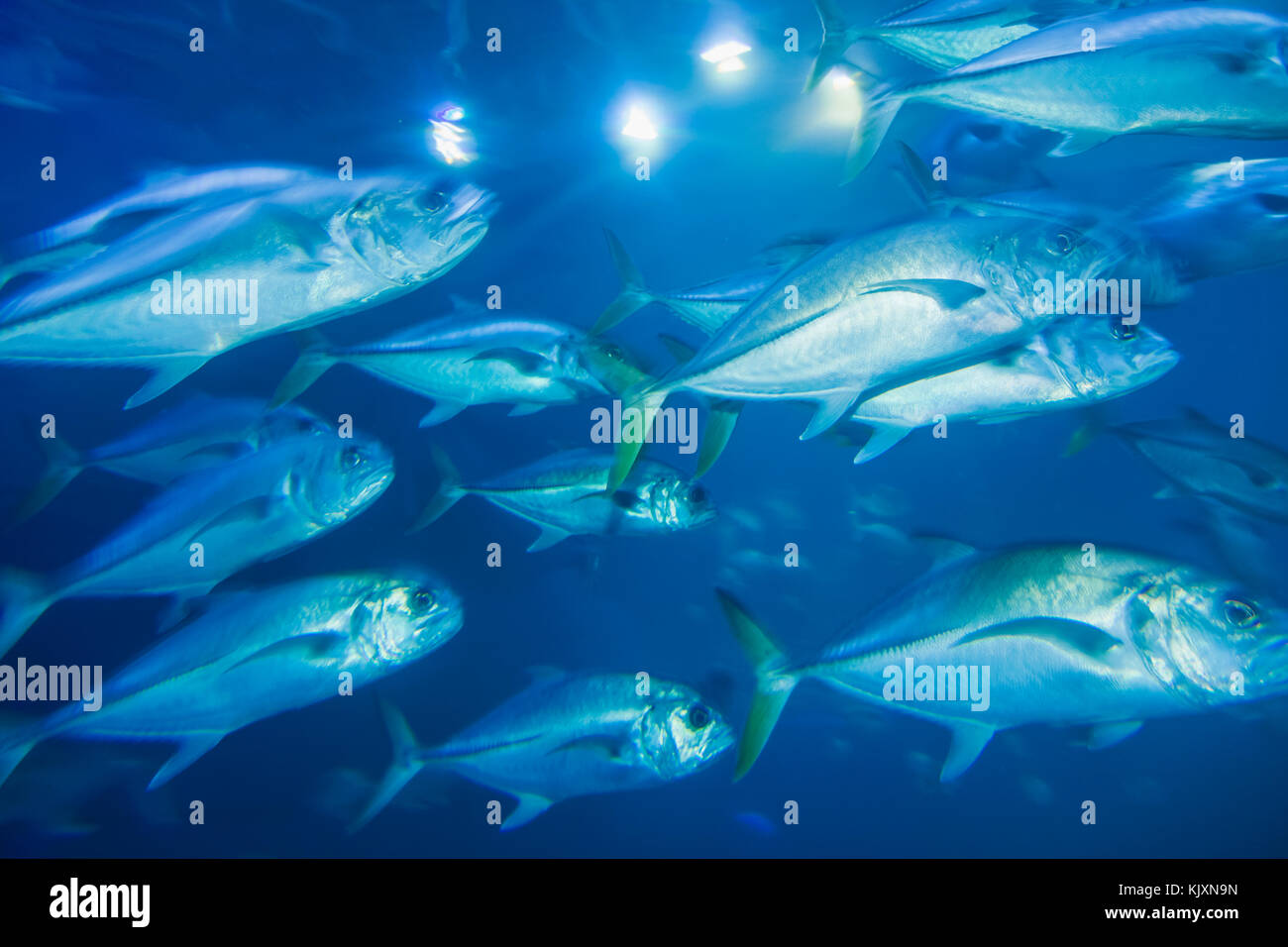England, Devon, Plymouth, The National Marine Aquarium, Shoal of Fish ...