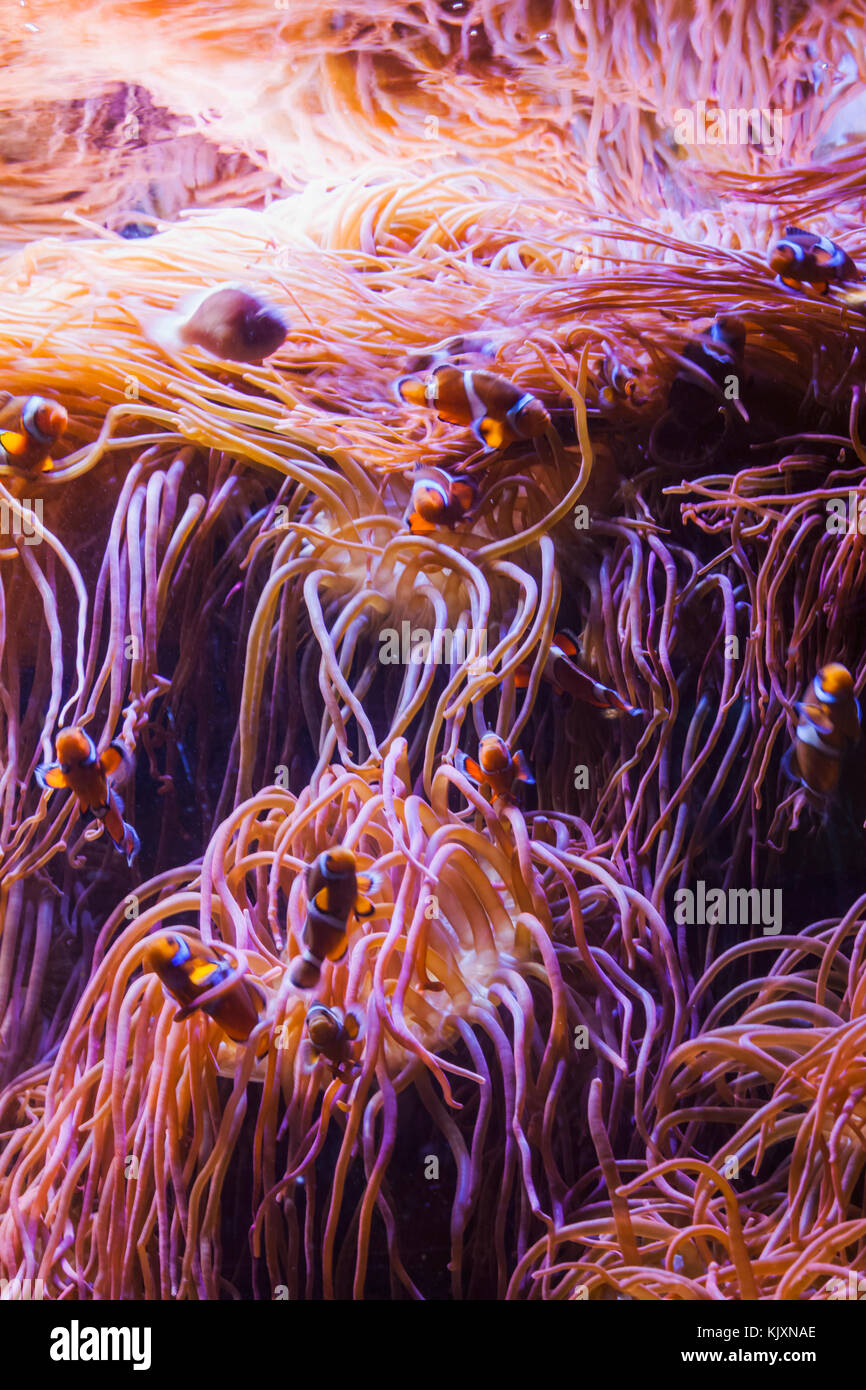 England, Devon, Plymouth, The National Marine Aquarium, Coral Reef ...