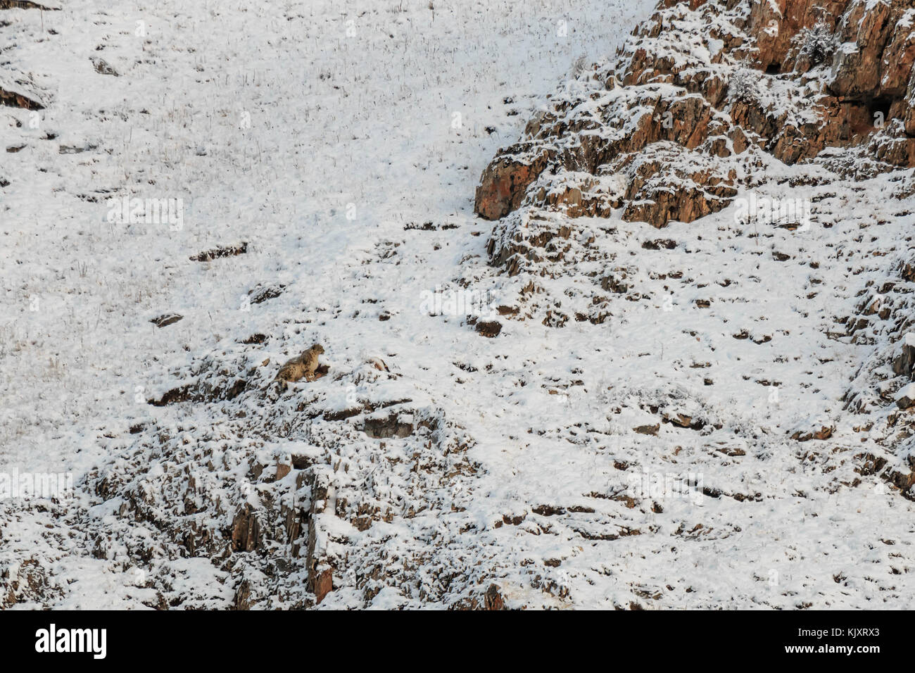 Camouflage Snow Leopard