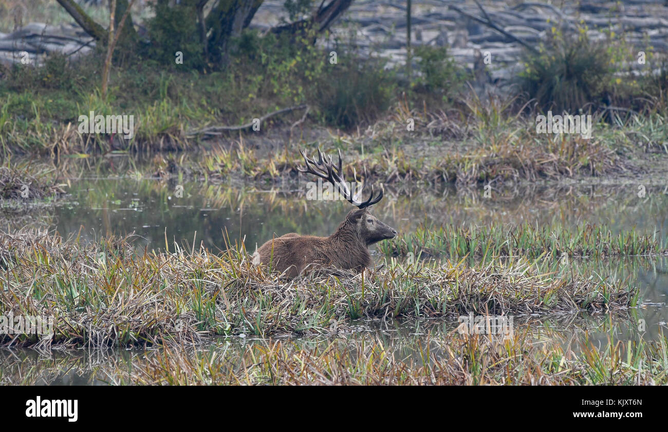 Deer in the swamp Stock Photo - Alamy
